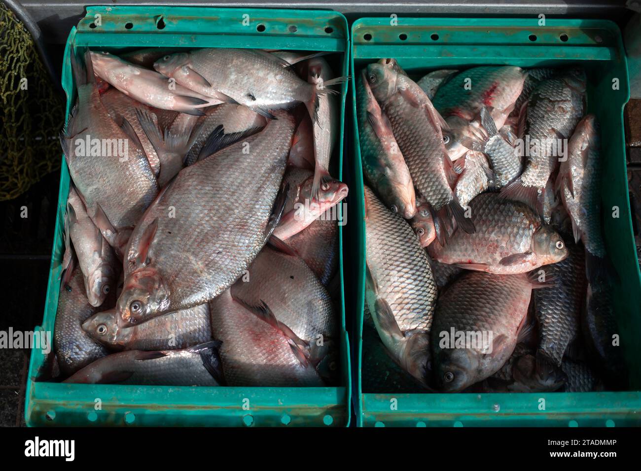 A plastic crates full of freshwater fish Stock Photo - Alamy