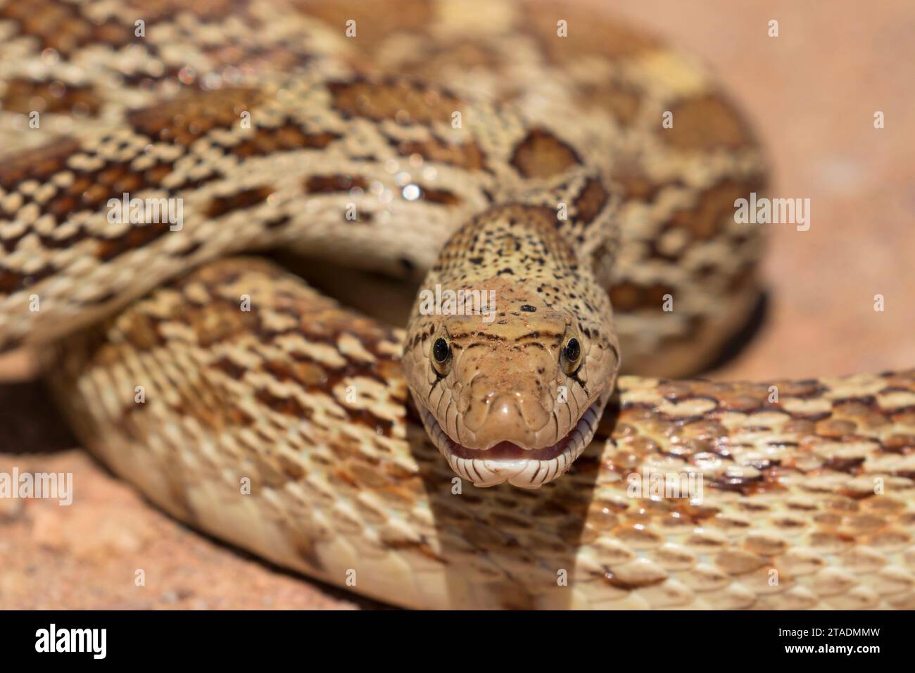 Gopher snake arizona hi-res stock photography and images - Alamy