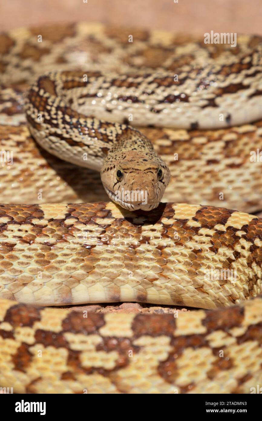 Gopher snake, Organ Pipe Cactus National Monument, Arizona Stock Photo ...