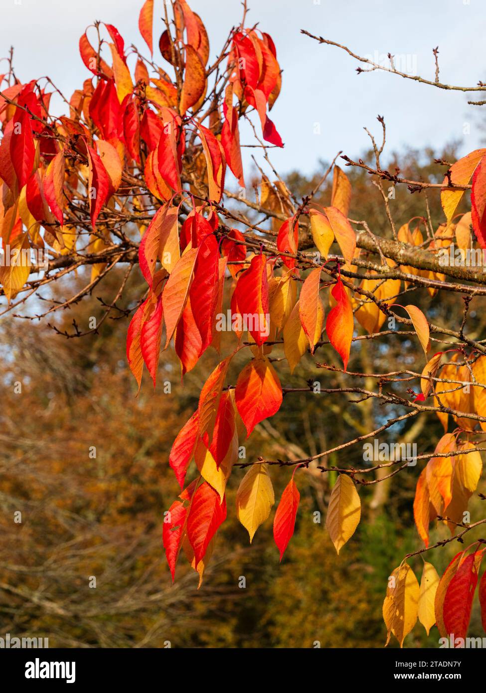 Red bronze autumn foliage of the deciduous great white cherry tree, Prunus 'Tai Haku' Stock ...