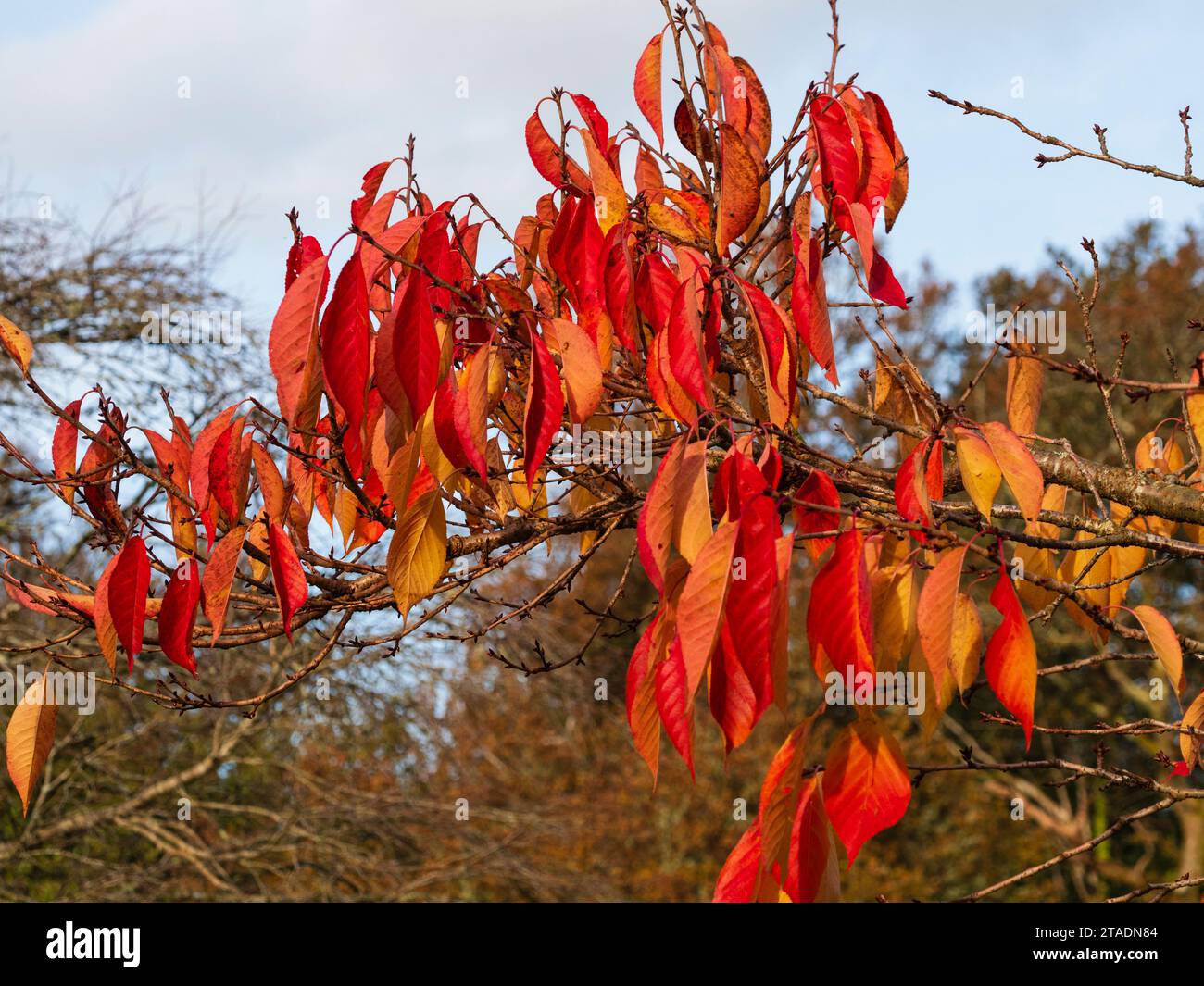 Red bronze autumn foliage of the deciduous great white cherry tree ...
