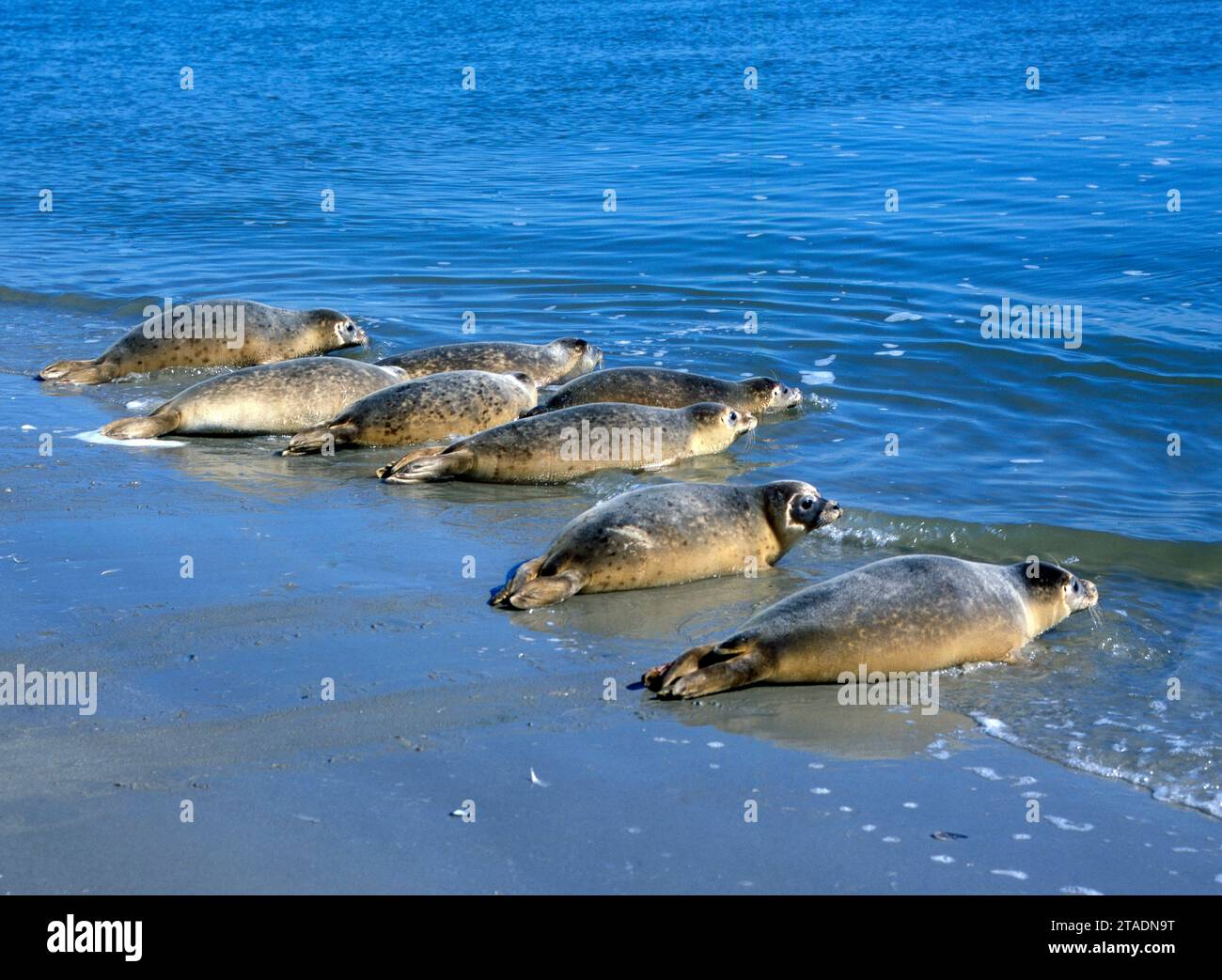 Sehhunde hi-res stock photography and images - Alamy