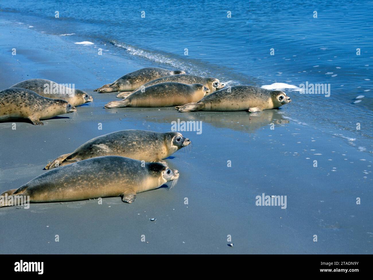 Seehunde im meer hi-res stock photography and images - Alamy