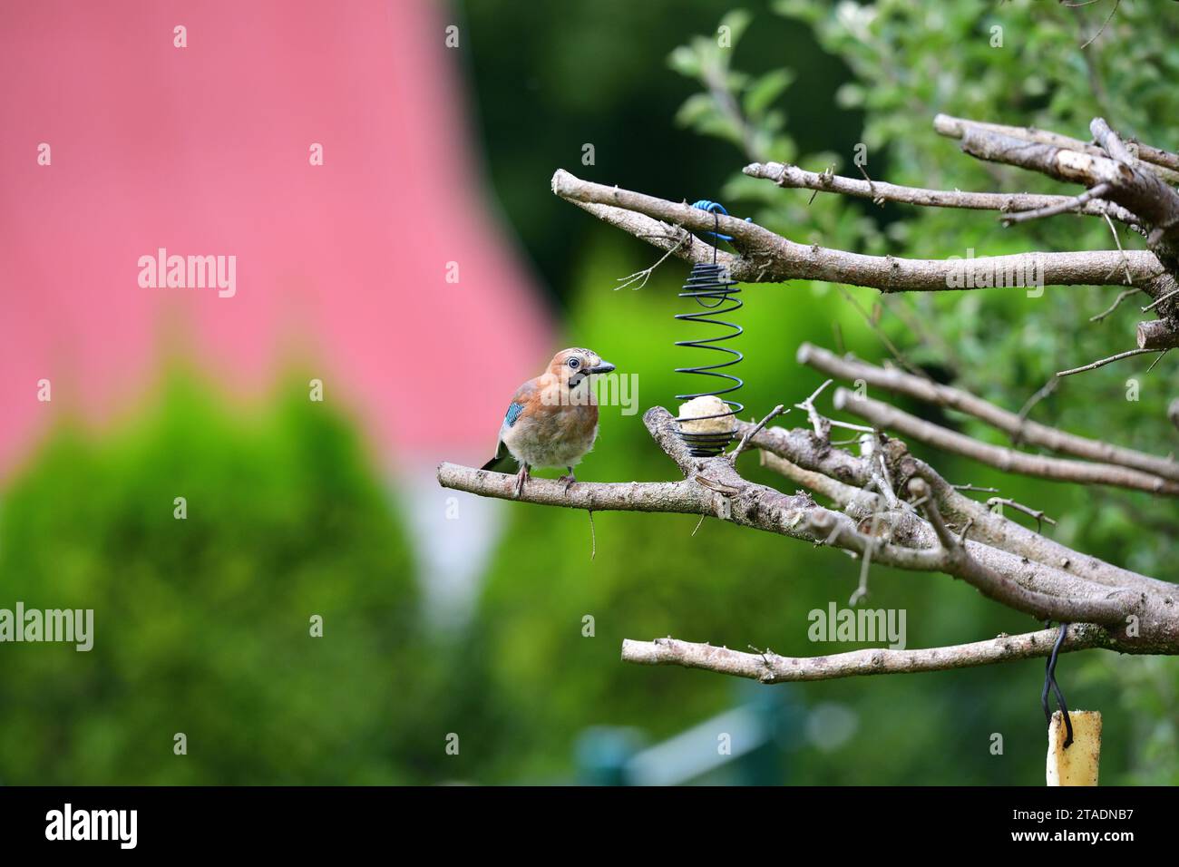The Eurasian jay sitting on tallow ball eating sunflower seeds during ...