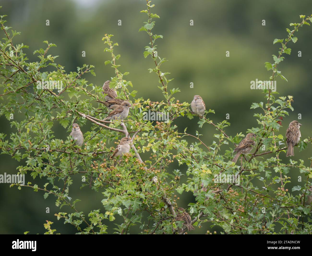 House sparrow uk group hi-res stock photography and images - Alamy