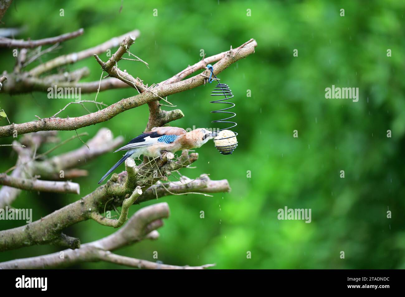 The Eurasian jay sitting on tallow ball eating sunflower seeds during ...