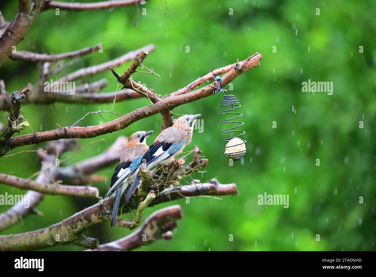 The Eurasian jay sitting on tallow ball eating sunflower seeds during ...
