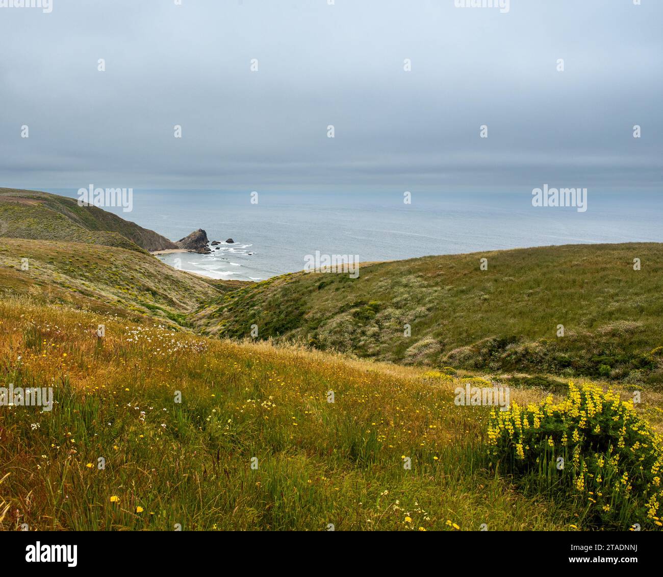 Seascape view from the Tomales Point Trail in Point Reyes National ...