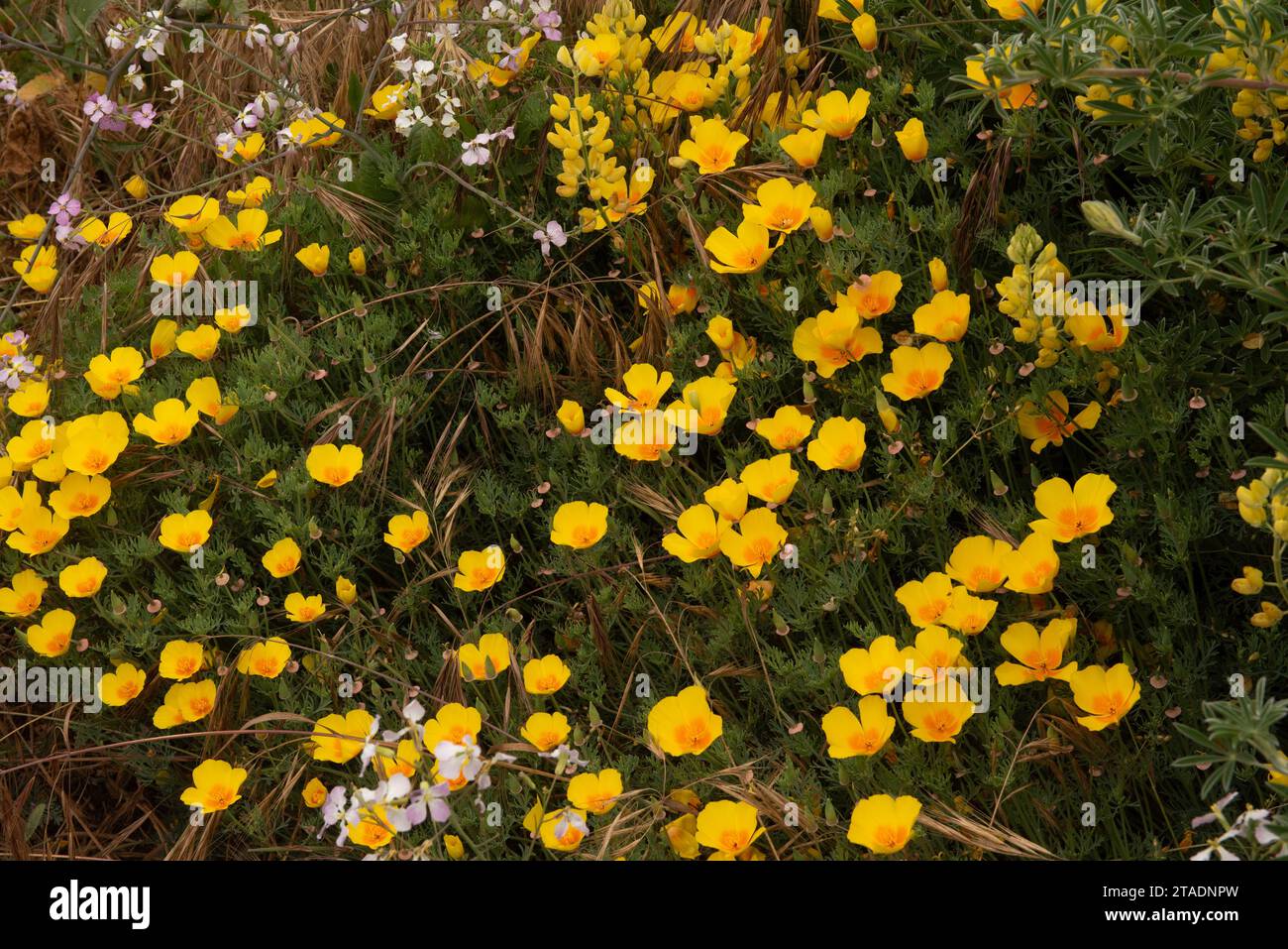 Tufted Poppy , Eschscholzia caespitosa , orange color wildflowers and ...