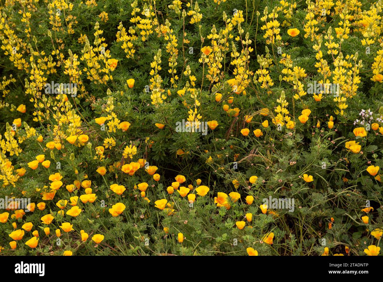 Tufted Poppy , Eschscholzia caespitosa , orange color wildflowers and ...