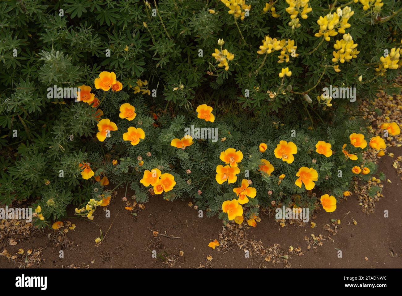 Tufted Poppy , Eschscholzia caespitosa , orange color wildflowers and ...