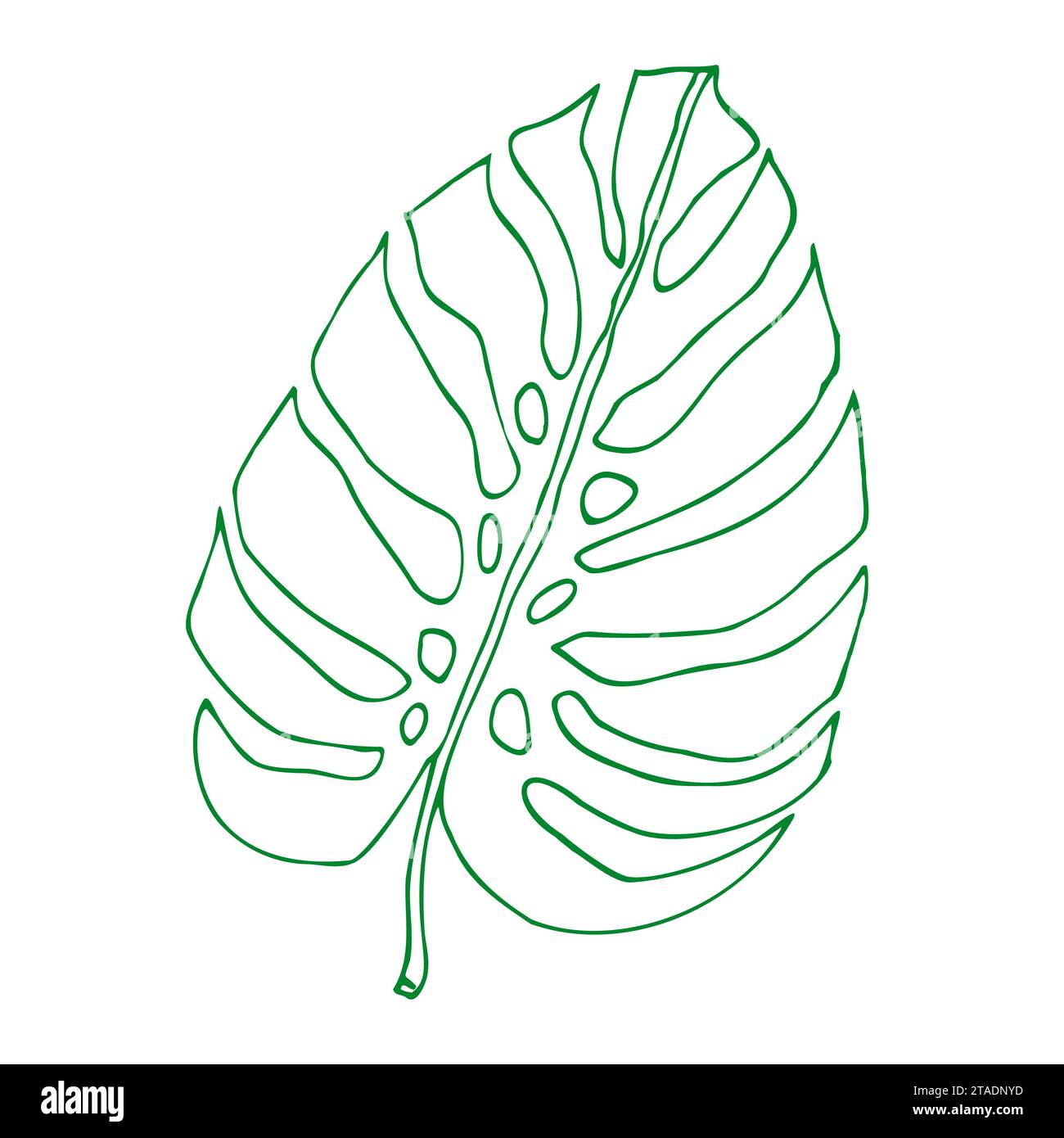 Monstera outline tropical leaves, greenery design element Monstera leaves, jungle plant. Line ...