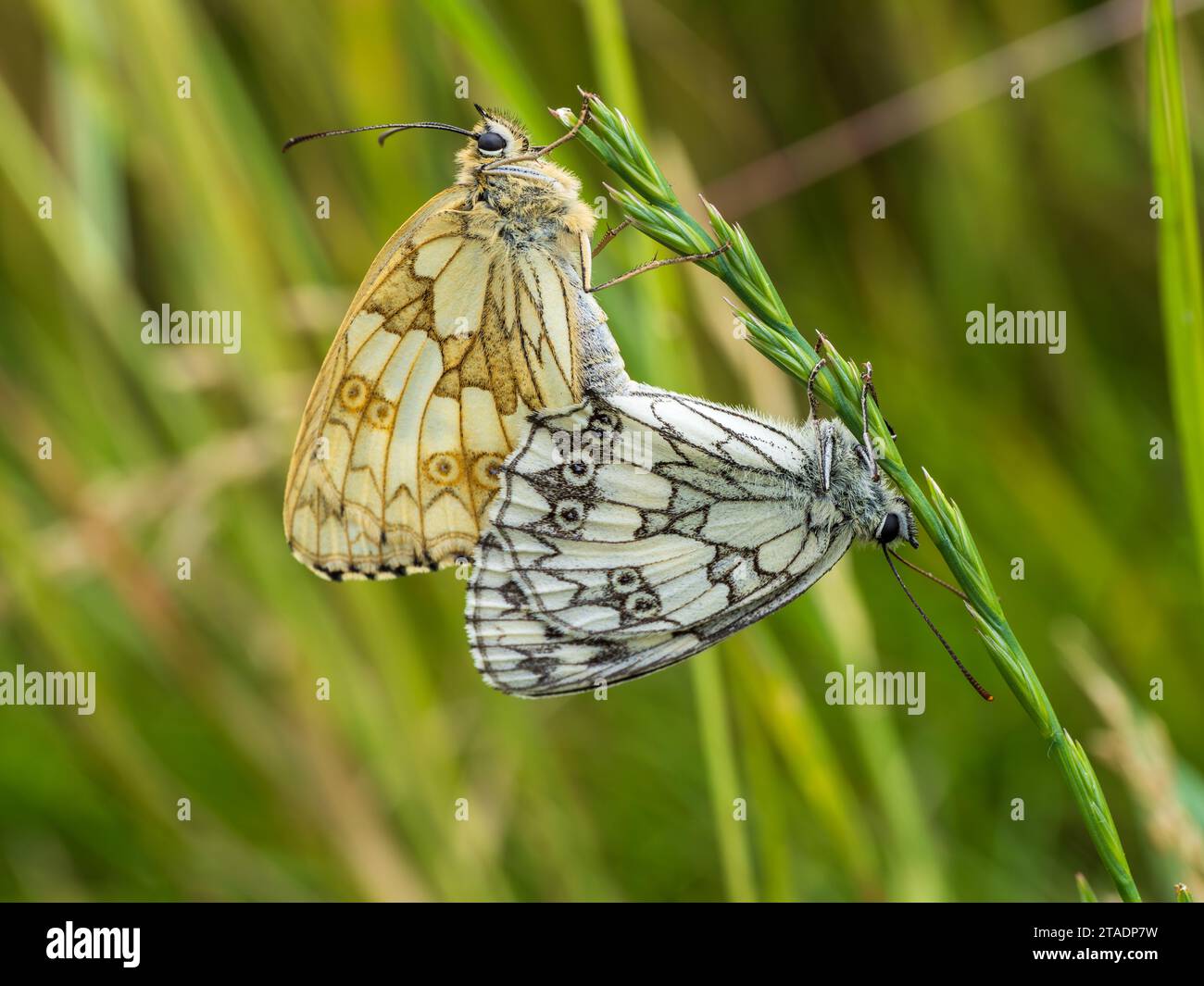 Marbled White Butterflies Mating on a Grass Stem Stock Photo - Alamy