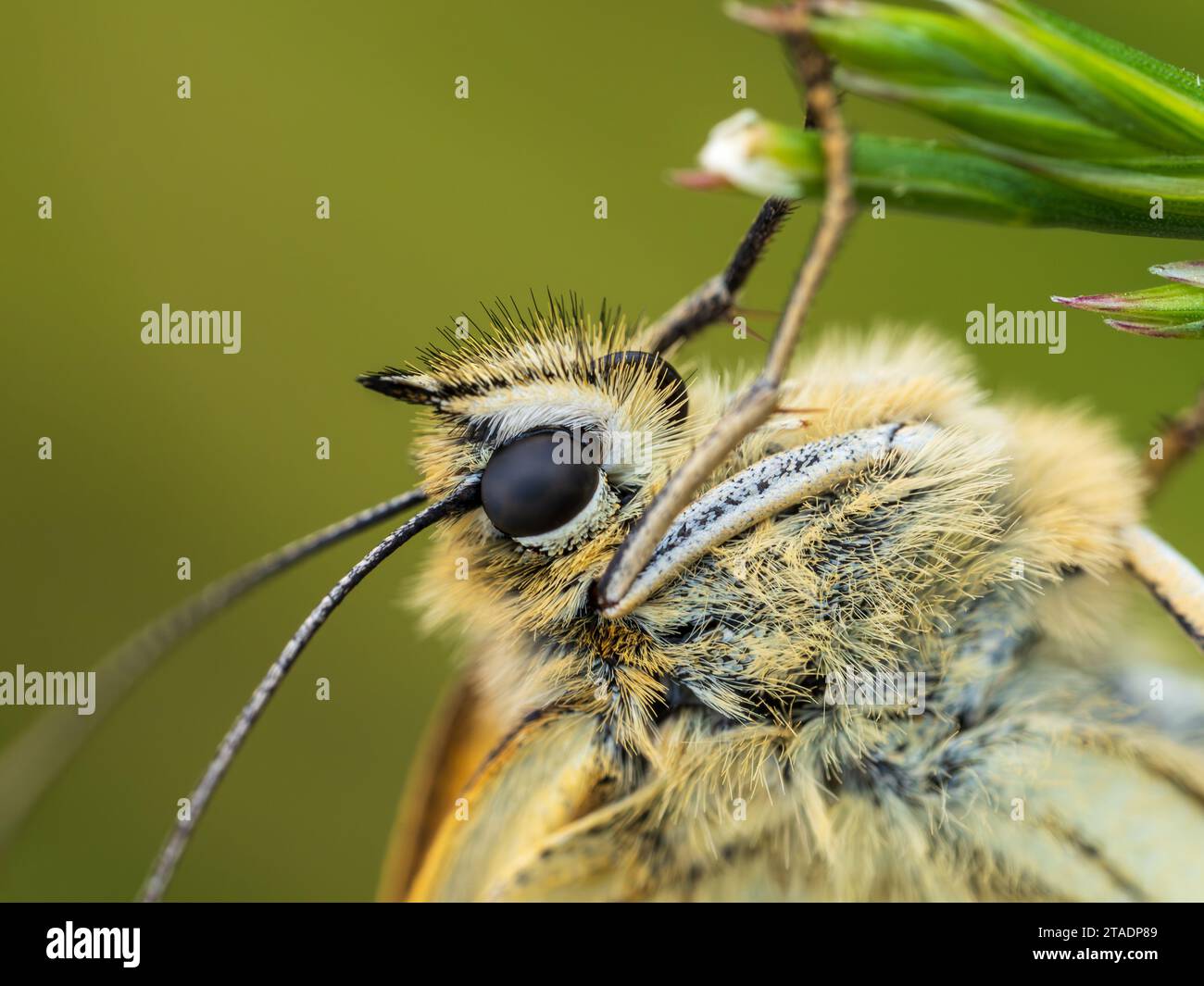 Female Marbled White Butterfly on a Grass Stem Stock Photo - Alamy