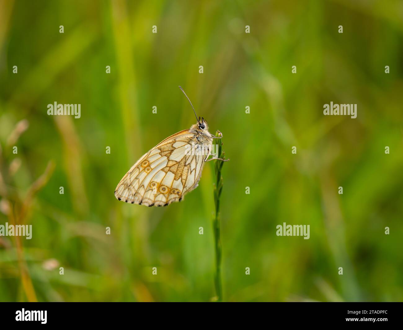 Female Marbled White Butterfly on a Grass Stem Stock Photo - Alamy