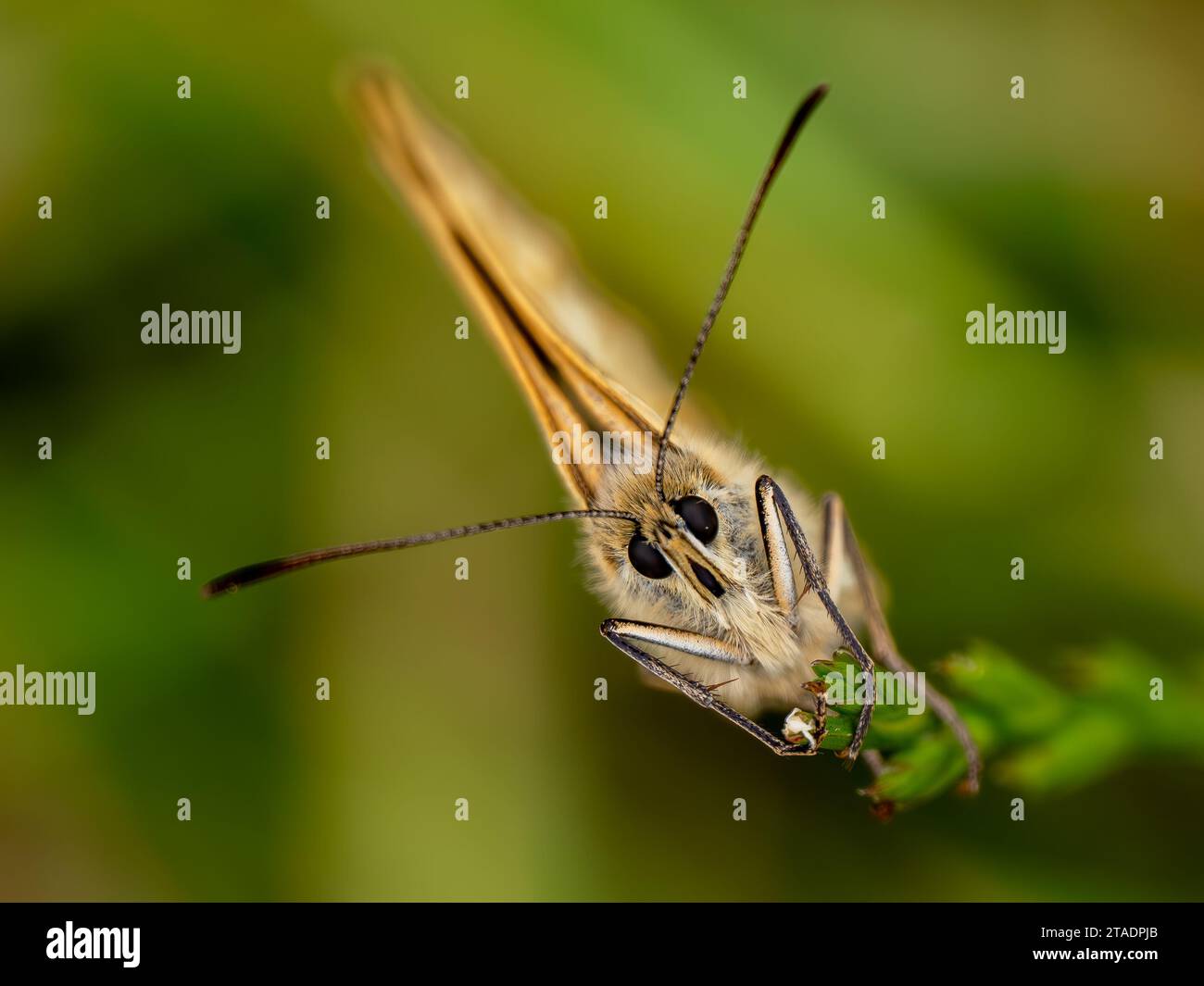 Female Marbled White Butterfly on a Grass Stem Stock Photo - Alamy