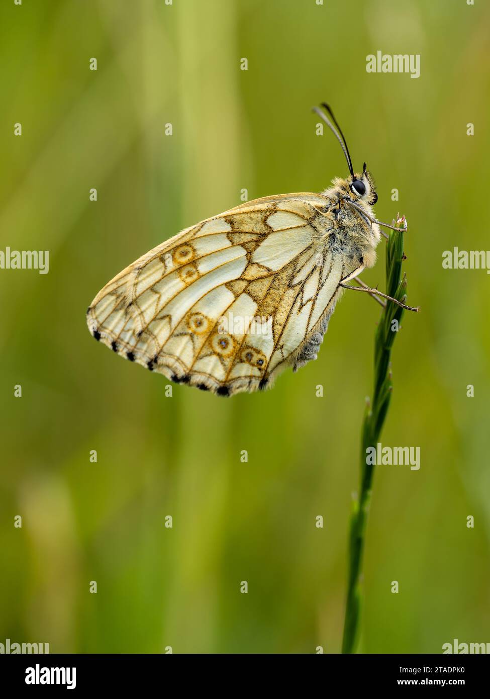 Female Marbled White Butterfly on a Grass Stem Stock Photo - Alamy