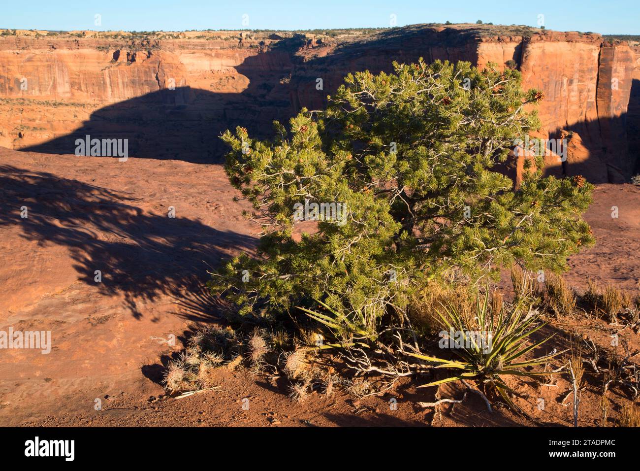 Pinyon pine native american hi-res stock photography and images - Alamy