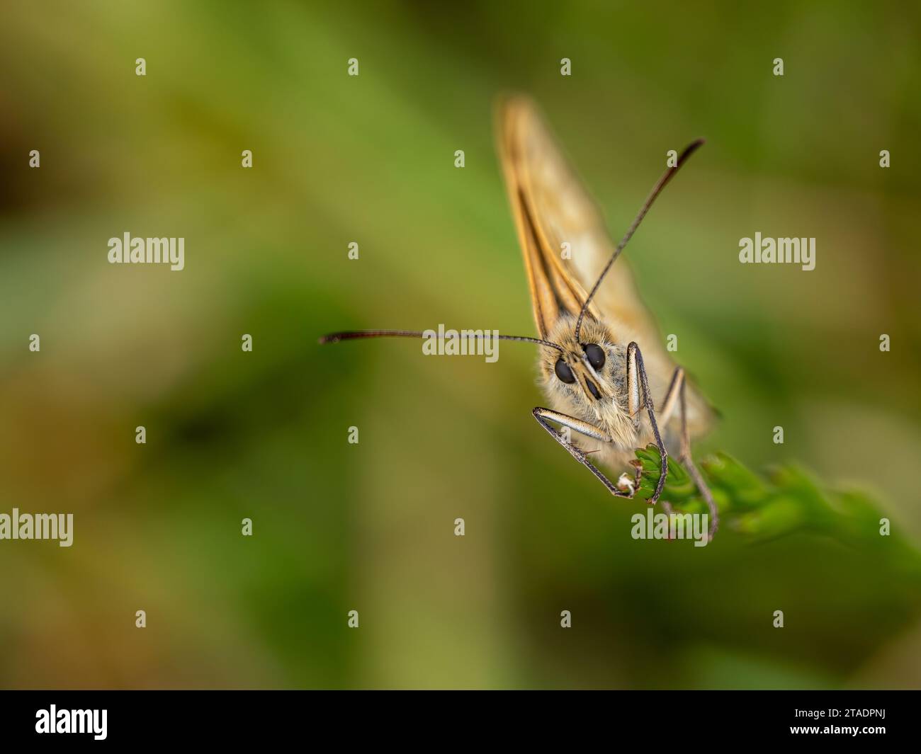 Female Marbled White Butterfly on a Grass Stem Stock Photo - Alamy