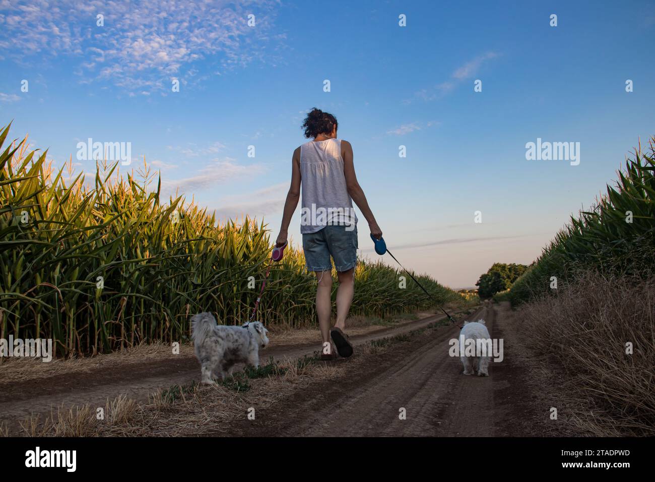 Young woman walking with two dogs in nature on small country side dirt ...