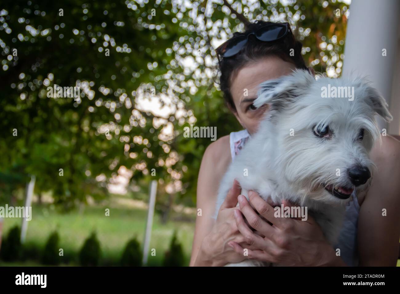 Half-blooded white domestic dog kissing and playing with his owner and ...