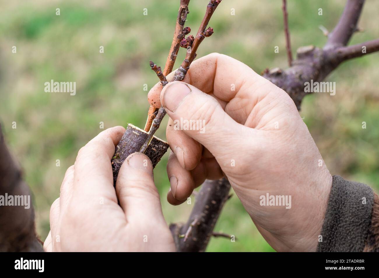 The gardener grafts a fruit tree using the split method and inserts the ...
