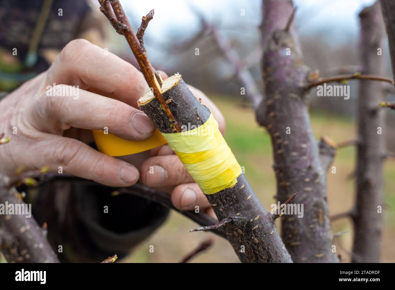 gardener grafts the fruit tree using the split method, securing the ...