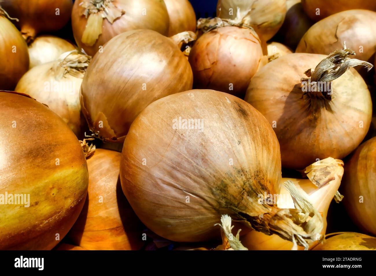 Colorful specimens hi-res stock photography and images - Alamy