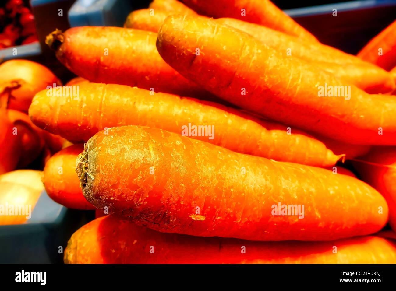 a few specimens of colorful orange carrots lie in a box, close up image ...