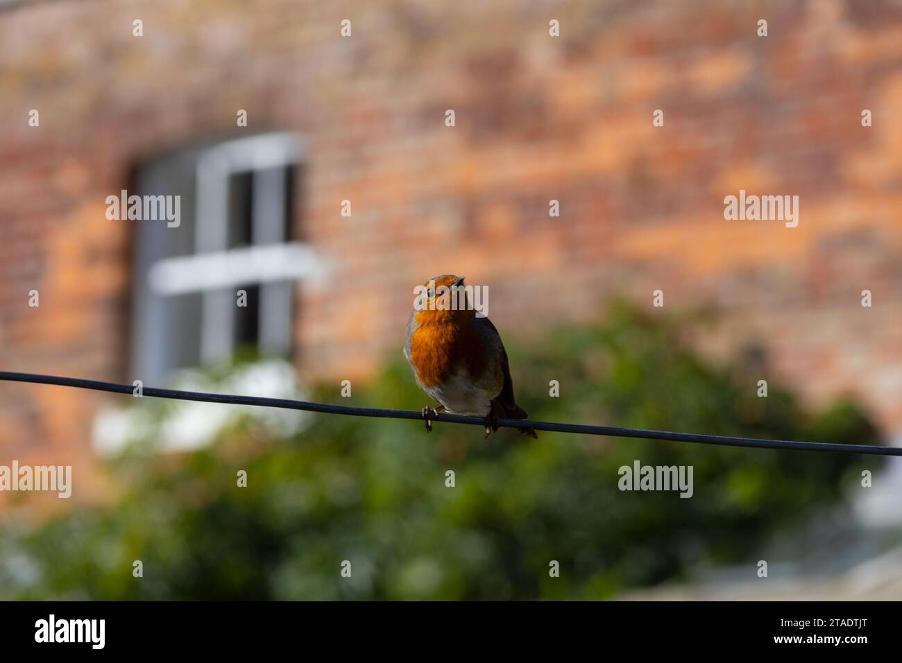 Red Robin perched on wire, kent, uk Stock Photo - Alamy