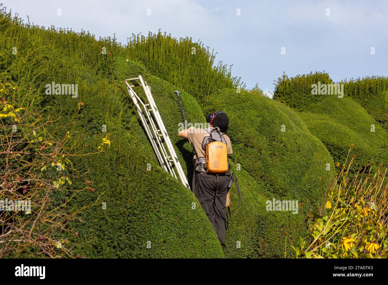 Gardener working at height on ladder trimming bush, walmer castle, deal ...