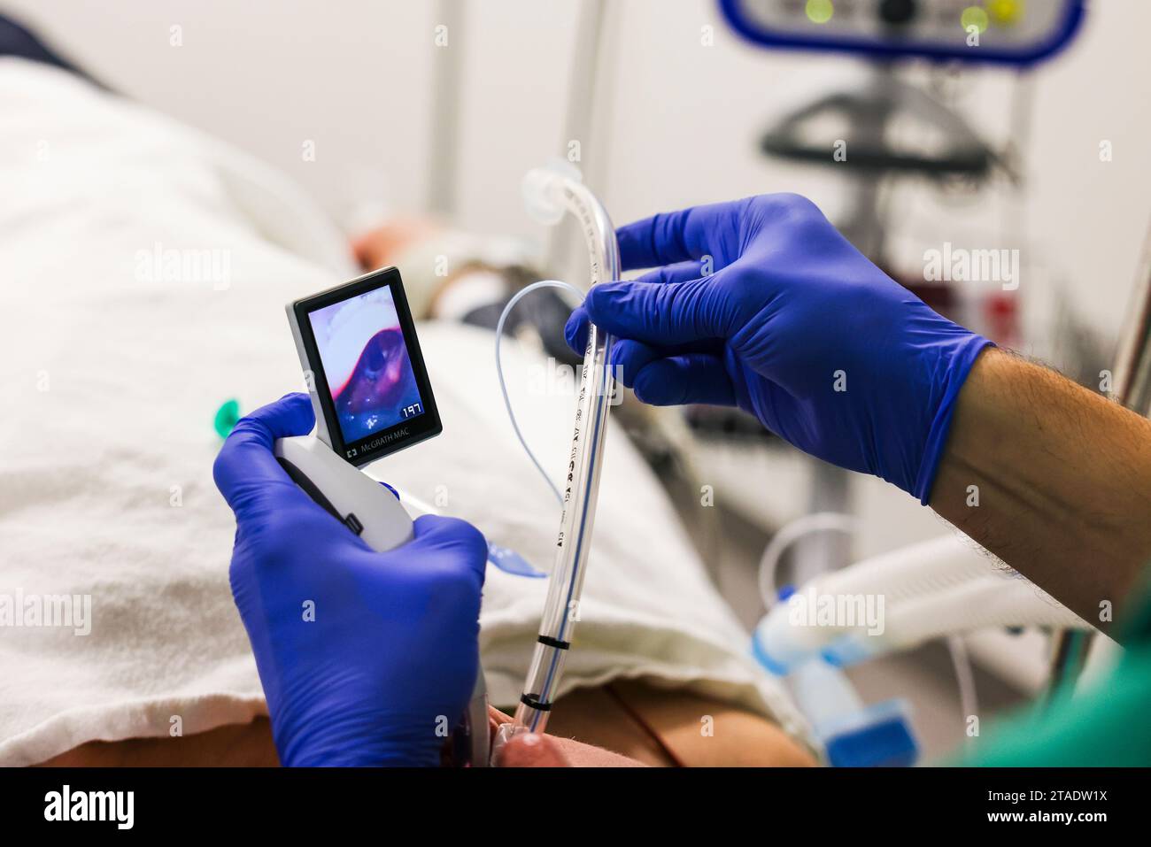 Windpipe hi-res stock photography and images - Alamy