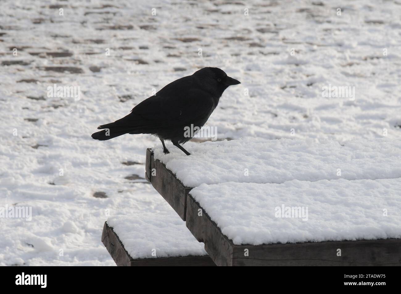 Cold wqinter hi-res stock photography and images - Alamy