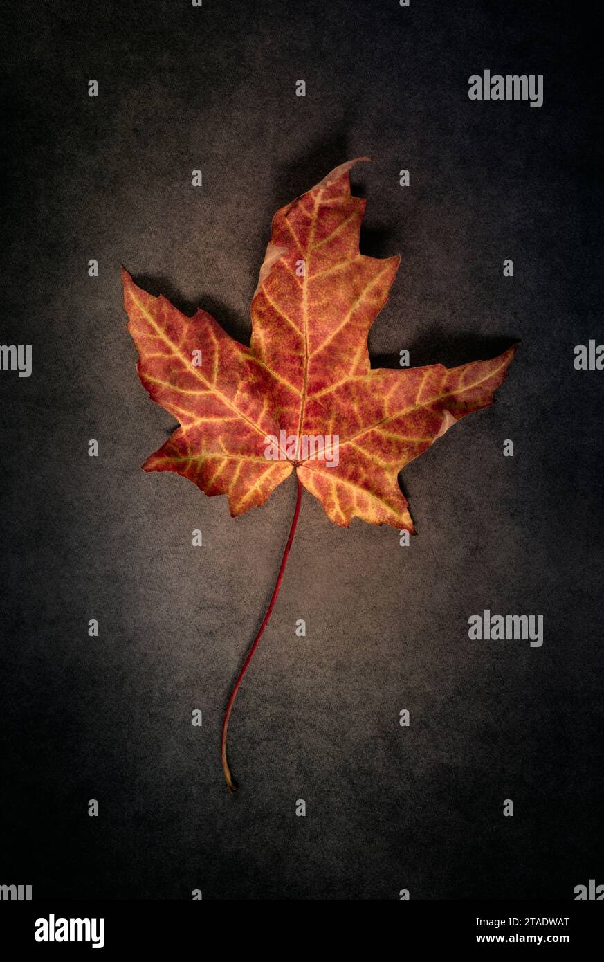Wilted leaf texture hi-res stock photography and images - Alamy