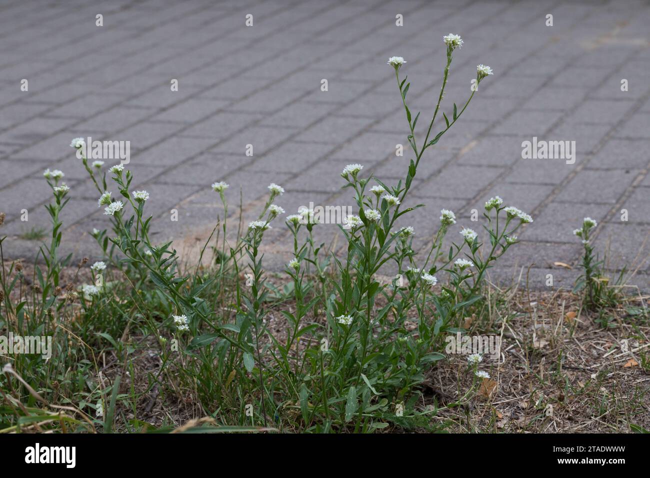Gewöhnliche Graukresse, Graukresse, Gewöhnlich-Graukresse, Grau-Kresse ...