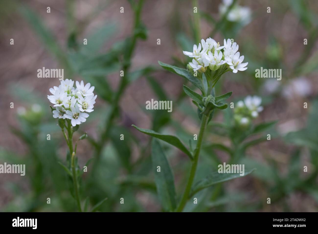 Gewöhnliche Graukresse, Graukresse, Gewöhnlich-Graukresse, Grau-Kresse ...