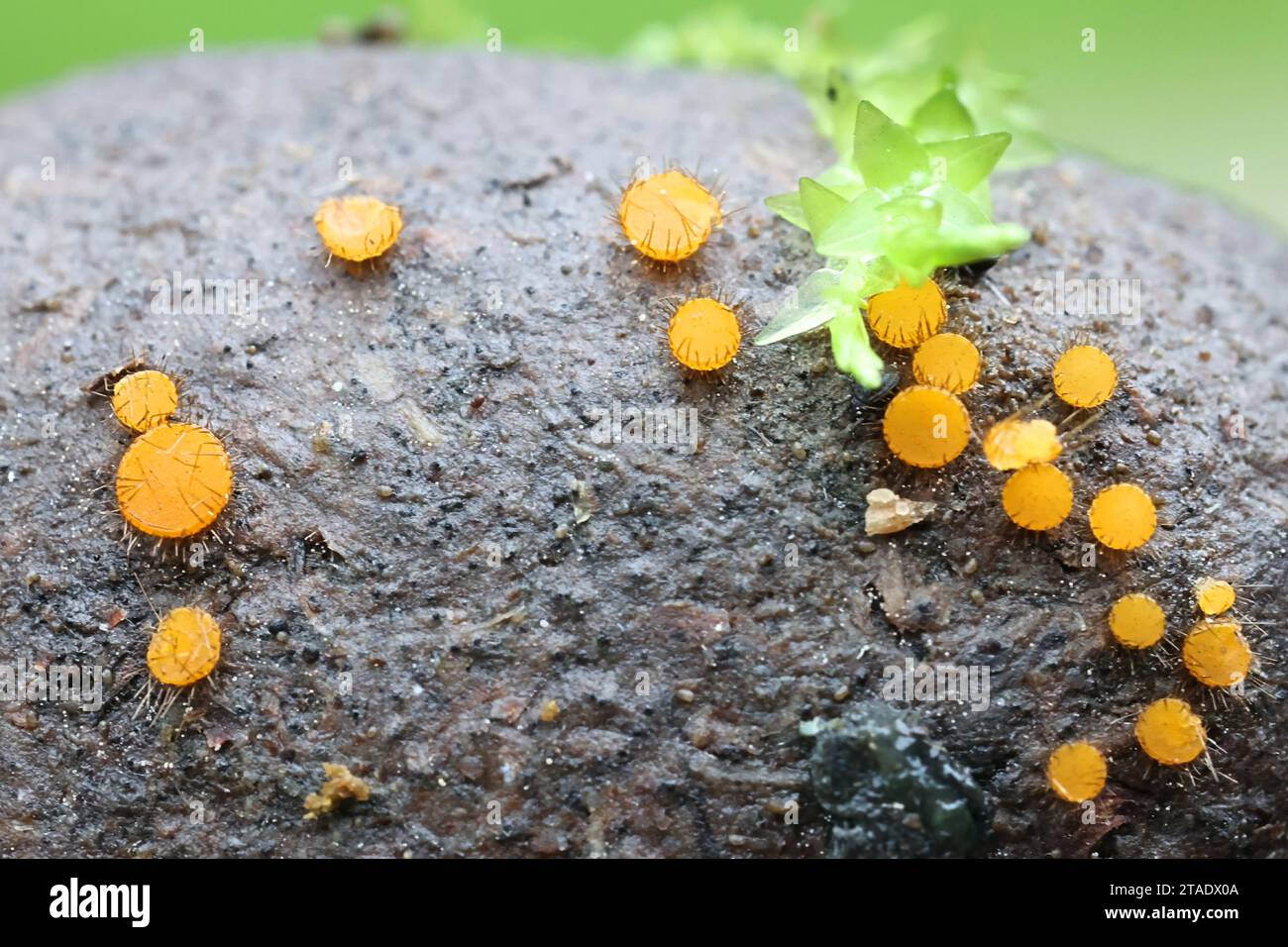 Cheilymenia parvispora, copriphilous fungus growing on moose dung in ...