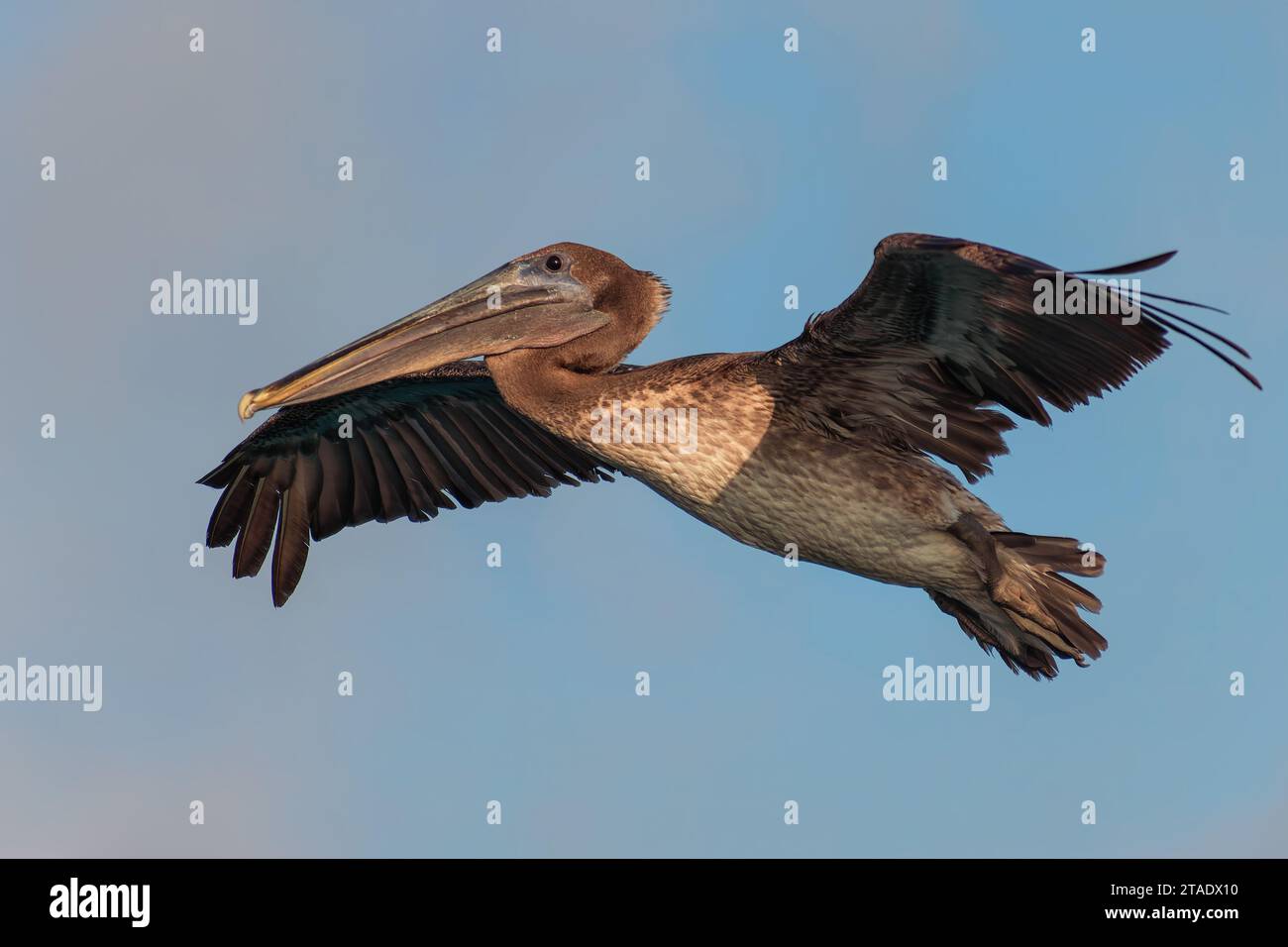 A majestic pelican soaring through a picturesque blue sky, showcasing ...