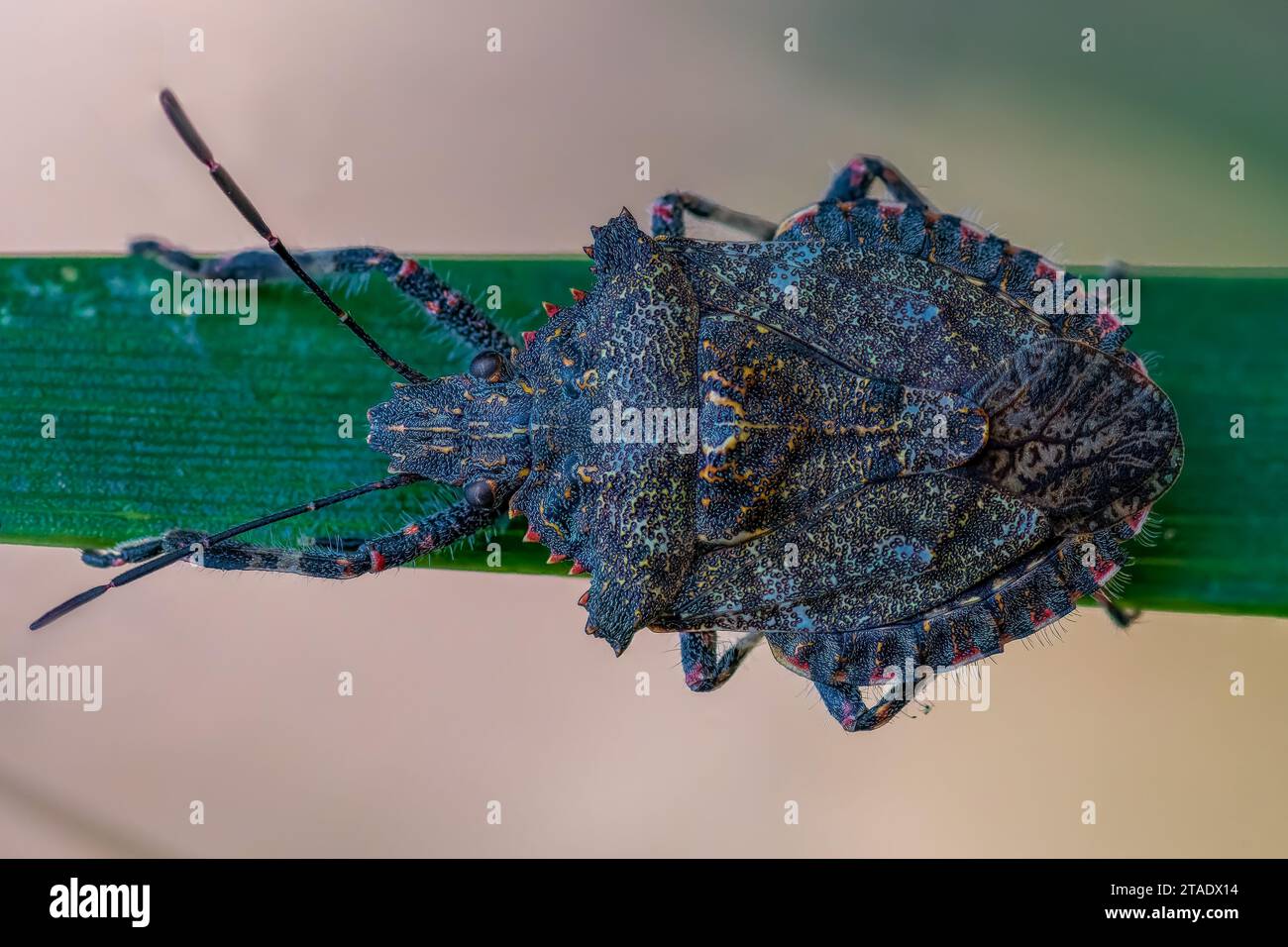 A close-up image of small, blue-colored marmorated stink bug perched ...
