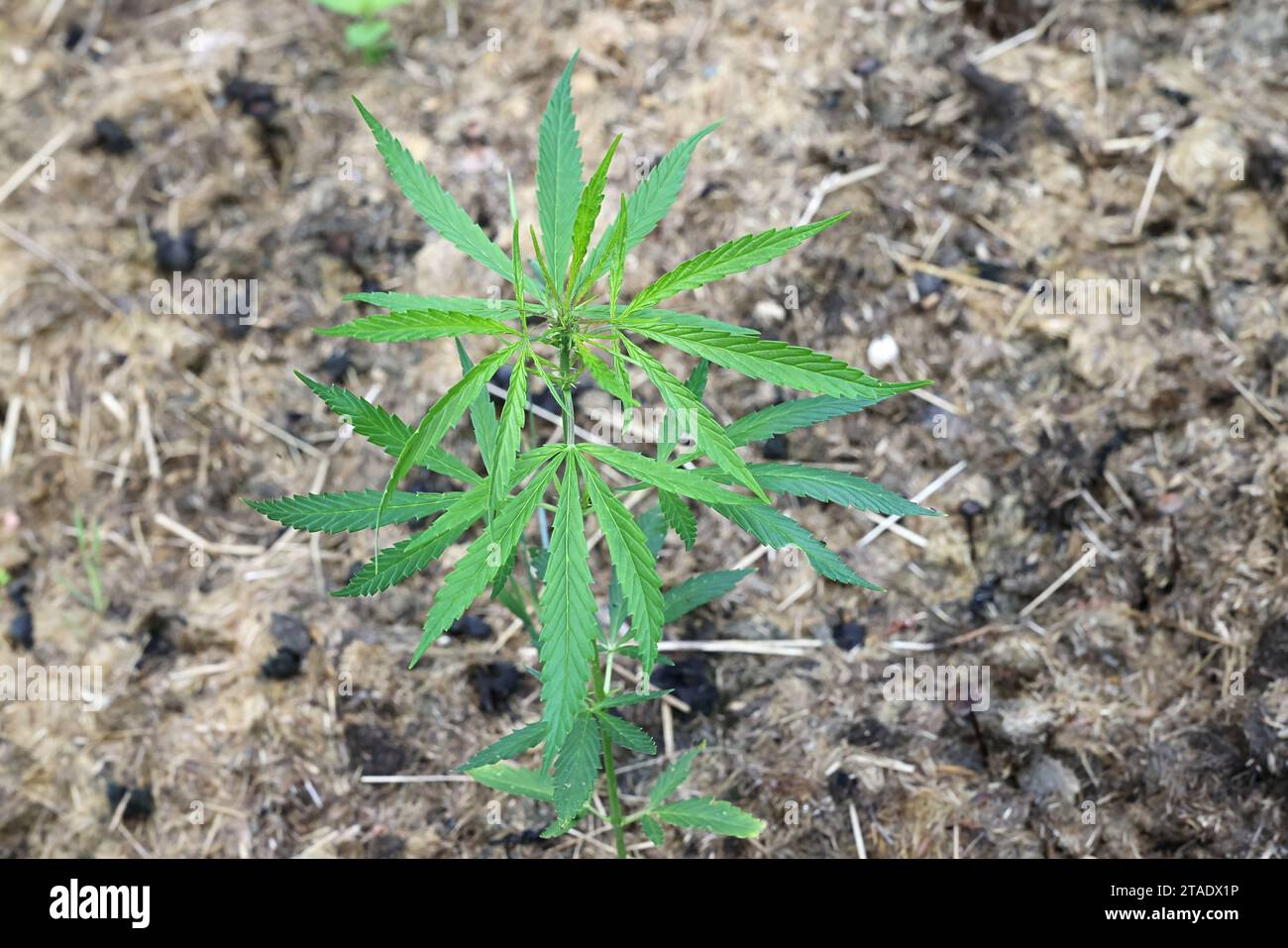 Cannabis sativa, commonly known as marijuana or hemp, wild medicinal ...