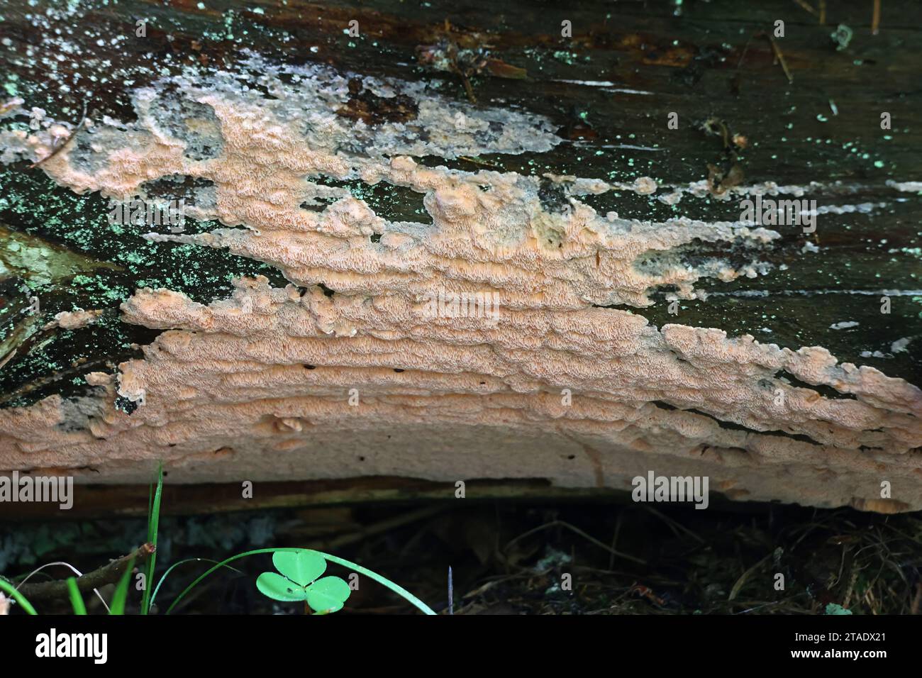 Rhodonia placenta, pink polypore fungus from Finland, no common English ...