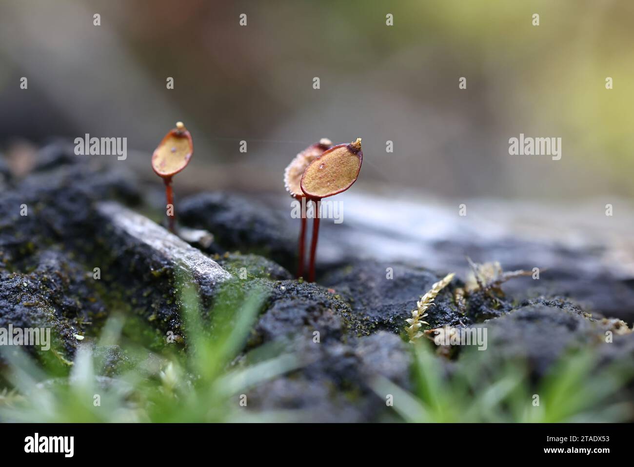 Buxbaumia aphylla, commonly known as bug moss, bug-on-a-stick ...