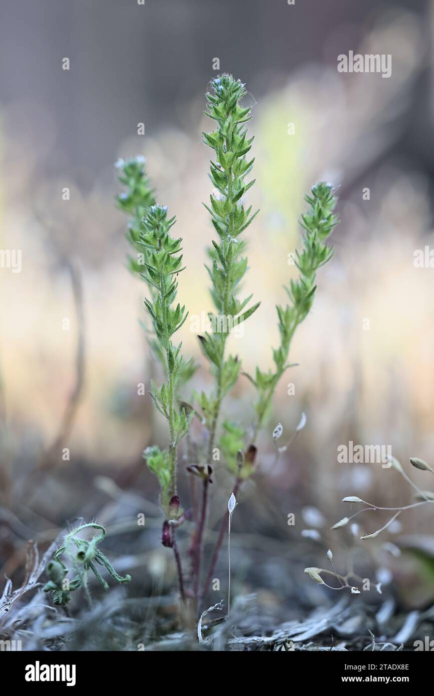 Spring Speedwell, Veronica verna, wild plant from Finland Stock Photo ...