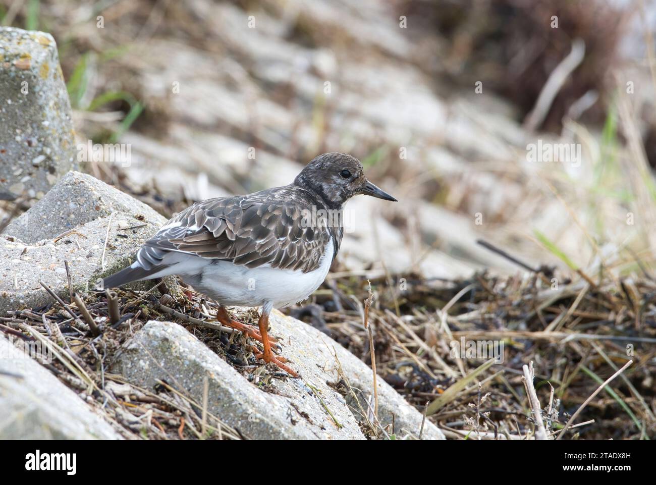 Turnstone (Arenaria interpres) in winter plumage, foraging on the ...