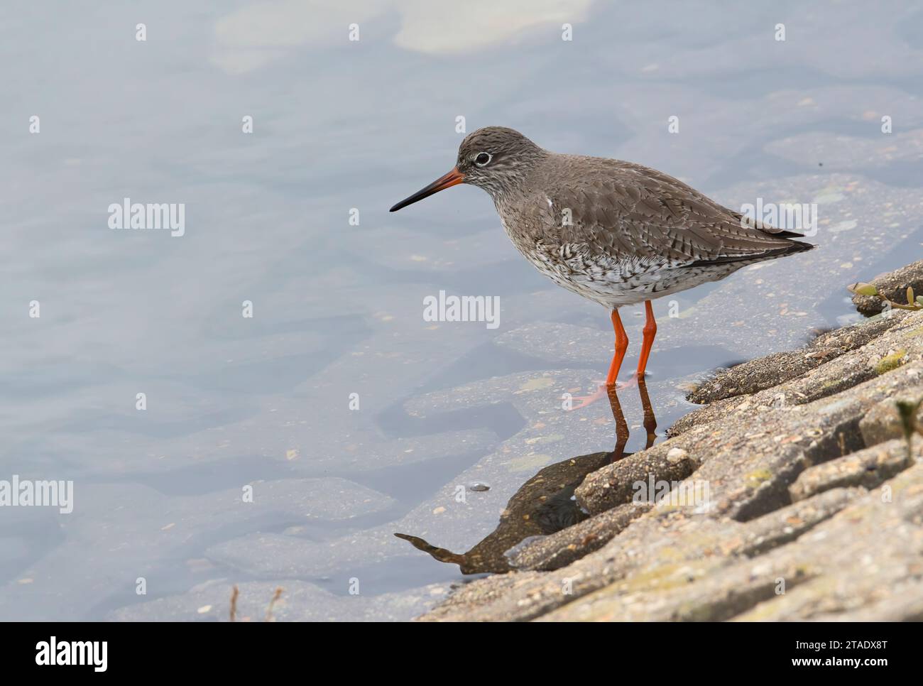 Redshank (Tringa totanus) on a partially submerged sea wall at high ...