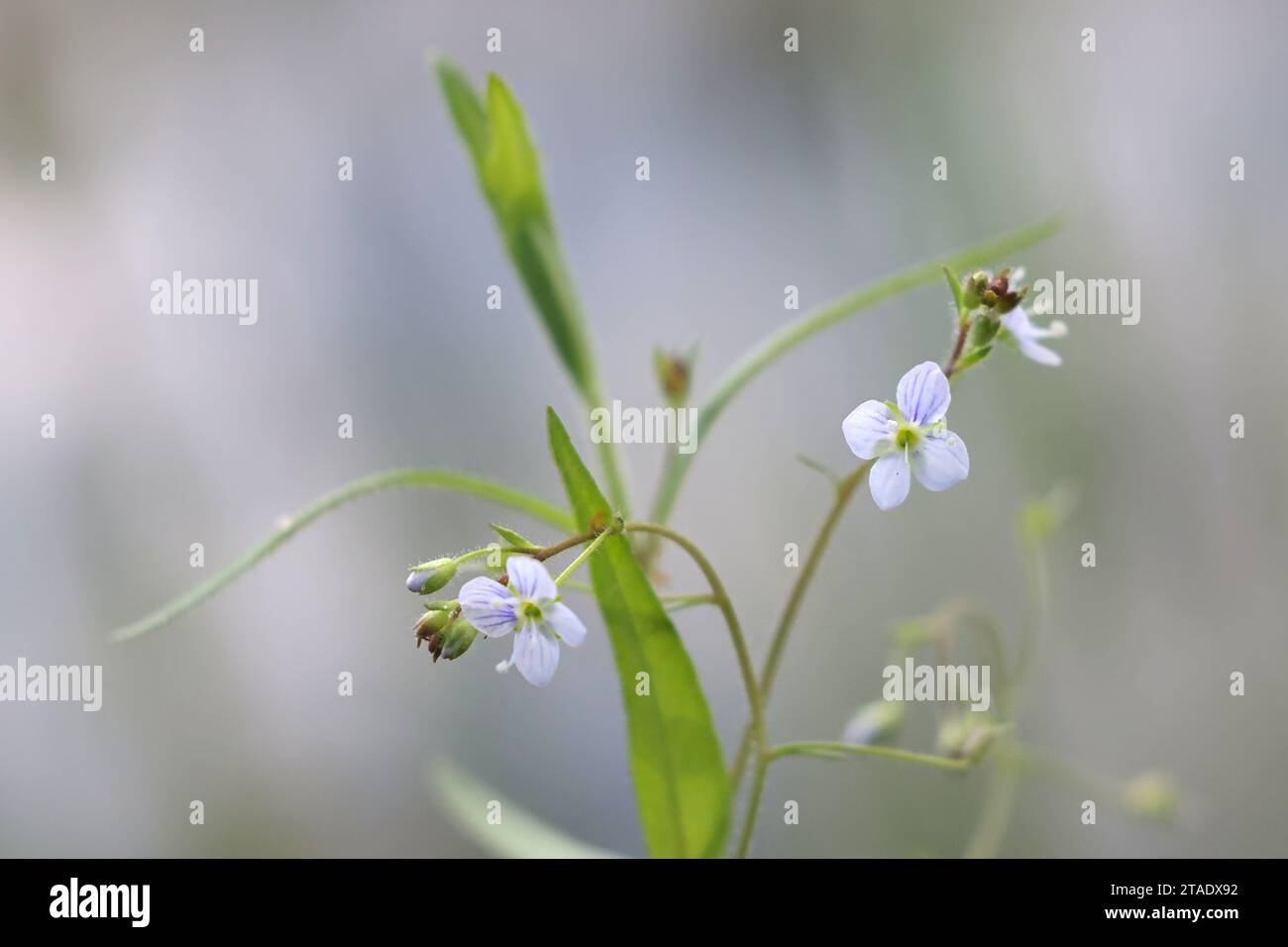 Skullskap speedwell hi-res stock photography and images - Alamy