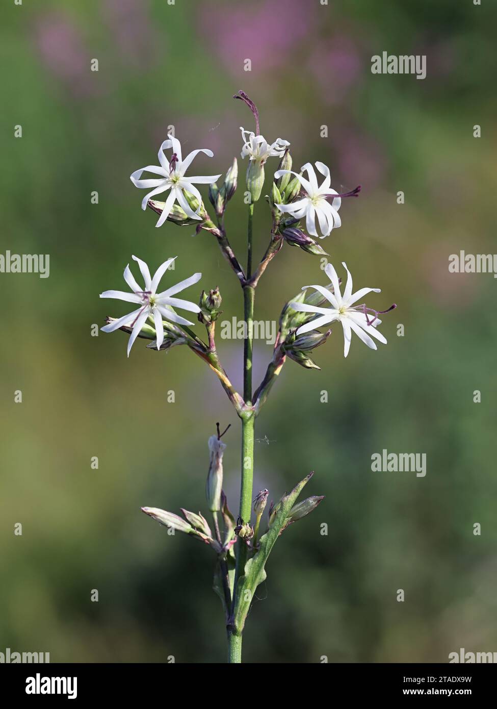 Tartar catchfly hi-res stock photography and images - Alamy