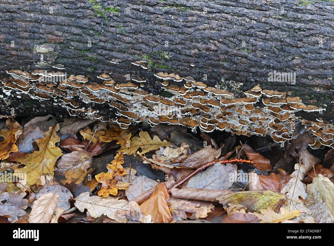 Bjerkandera adusta, commonly known as Smoky bracket fungus, wild ...