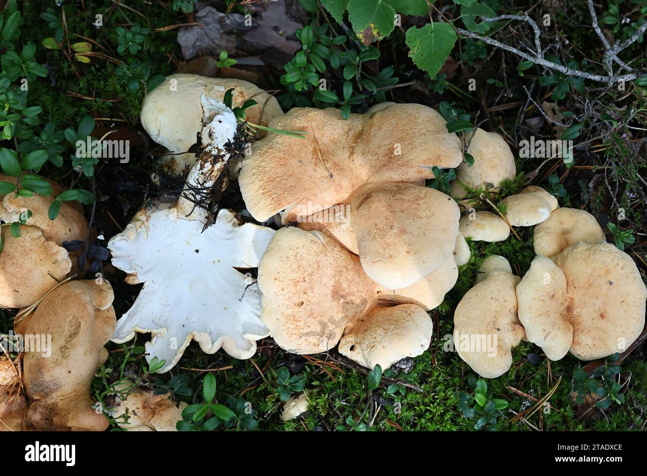 Albatrellus confluens, commonly known as fused polypore, wild medicinal ...