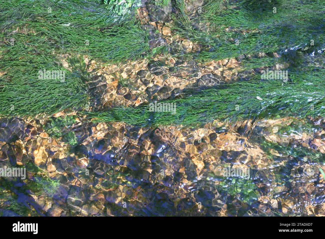 Fontinalis dalecarlica, commonly known as fountain moss, brook moss or ...